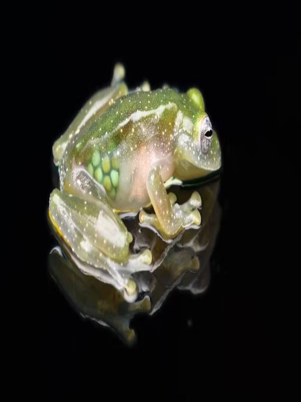 The Glass Frog: 6 Interesting Facts You Must Know - MindStick YourViews ...