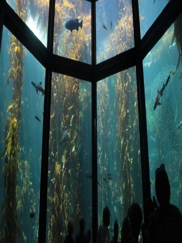 Top 10 Largest Aquariums in the World - MindStick YourViews – MindStick ...