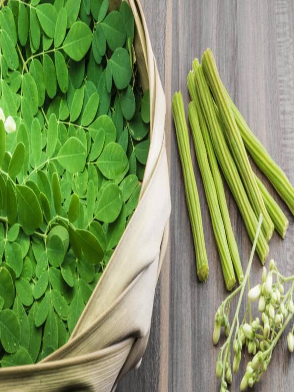 Benefits of Moringa (Sahjan) - MindStick YourViews – MindStick YourViews