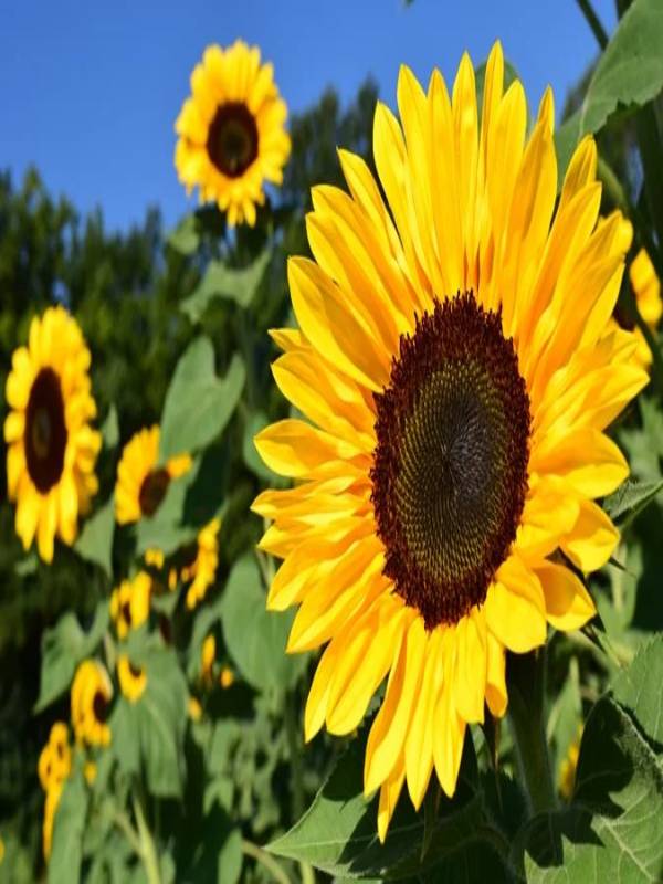 Tips to grow easy summer flowers that look perfect in garden ...