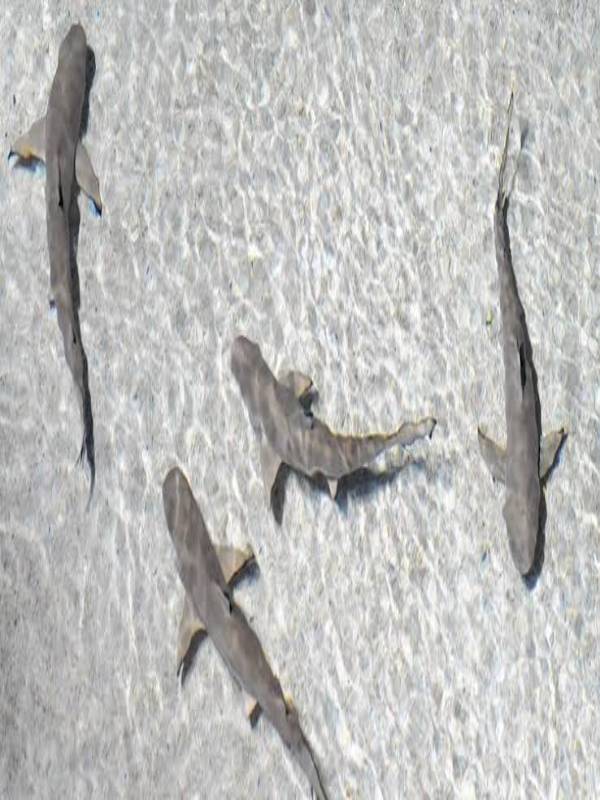 Facts about shark babies - MindStick YourViews – MindStick YourViews