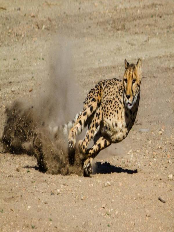10 Fastest Animals in the World - MindStick YourViews – MindStick YourViews