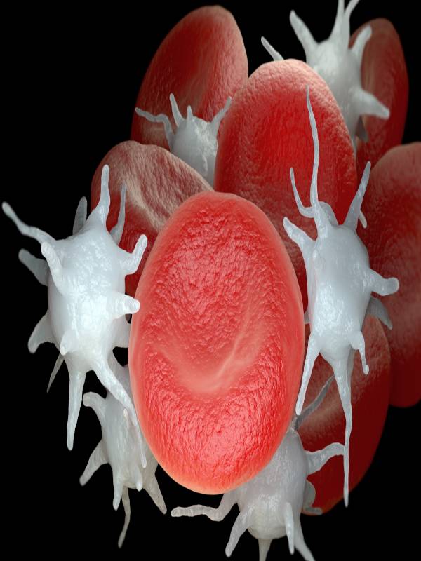 Ways to increase blood platelets immediately - MindStick YourViews ...