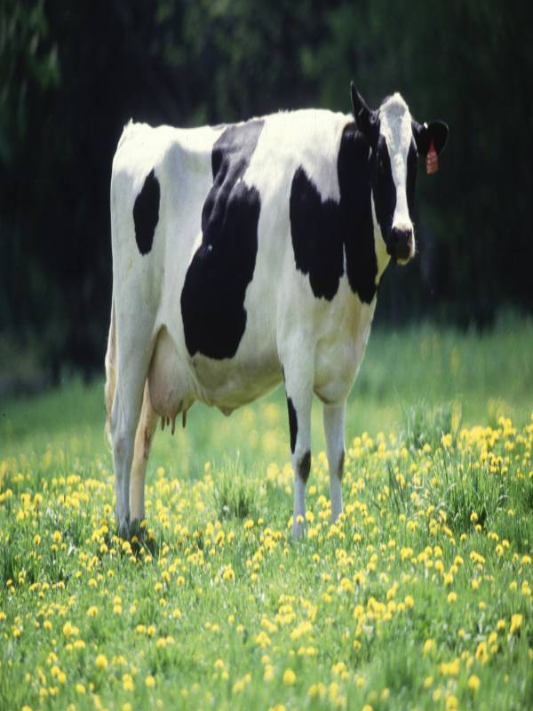 Why Cow (Gau Mata) Is Sacred in Sanatan Dharma - MindStick YourViews ...