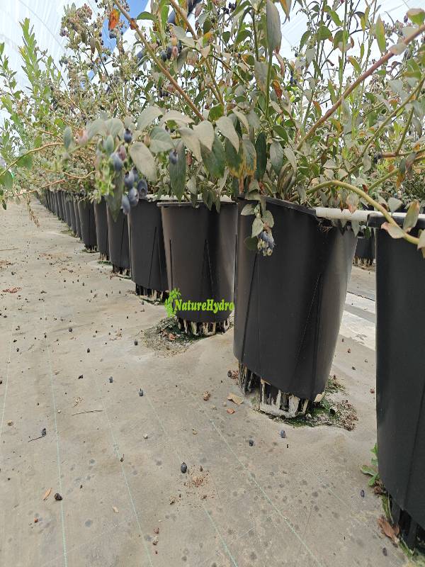 Round 40 Liter Plastic Plant Pots for Blueberries - MindStick YourViews ...
