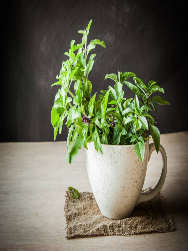 10 herbal plants for Human Well-being - MindStick YourViews – MindStick ...