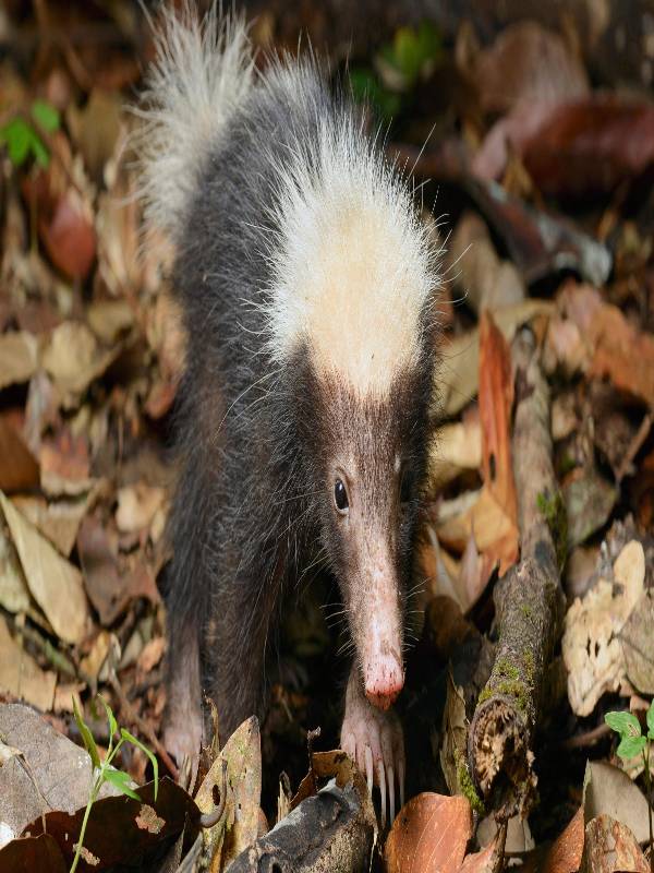 10 most smelly animals on Earthe. - MindStick YourViews – MindStick ...