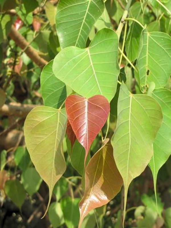 How Trees Like Peepal and Neem Radiate Healing Energy - MindStick ...