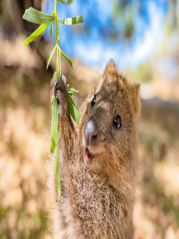 11 Wild Animals Known for Their Friendly Nature - MindStick YourViews ...
