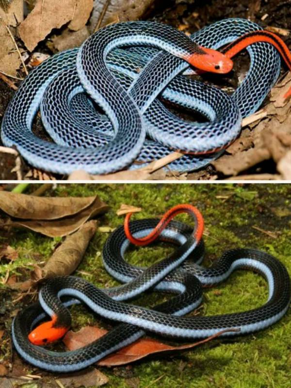 7 Most Beautiful Snakes in the World - MindStick YourViews – MindStick ...