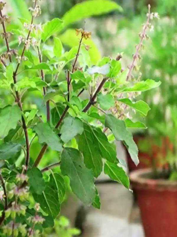 Why Tulsi is Considered the Most Sacred Plant in Hinduism - MindStick ...