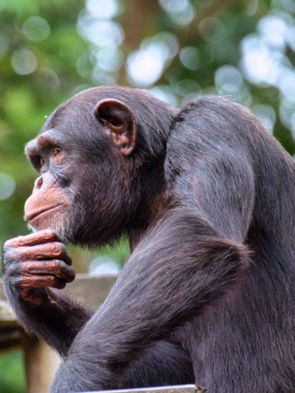 5 Animals with Incredible Memories That Never Forget - MindStick ...
