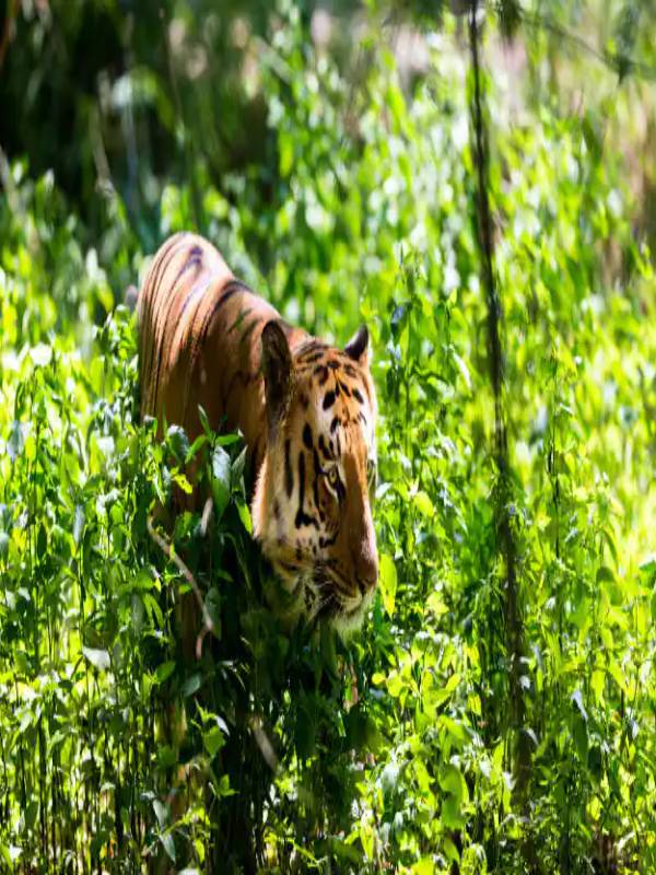 Forests of India That Every Nature Lover Must Visit - MindStick ...