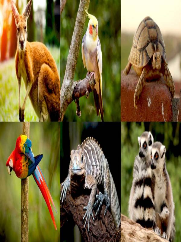 6 Exotic Animals You Can Keep as Pets in India - MindStick YourViews ...