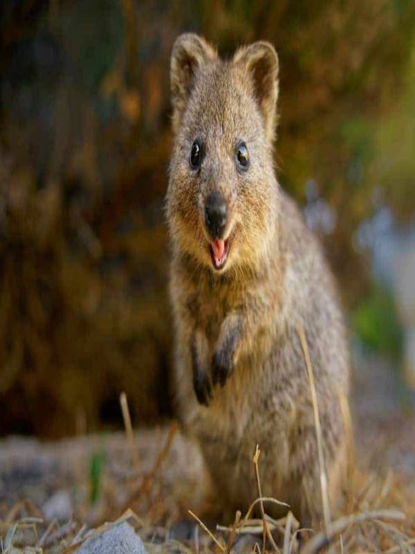 10 Most Beautiful Brown Animals - MindStick YourViews – MindStick YourViews