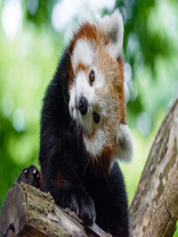 10 Best Places to See Red Pandas in India - MindStick YourViews ...