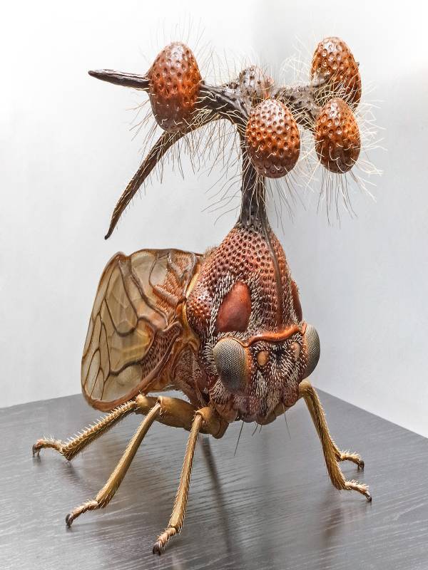 Bizarre looking brazilian treehopper - MindStick YourViews – MindStick ...