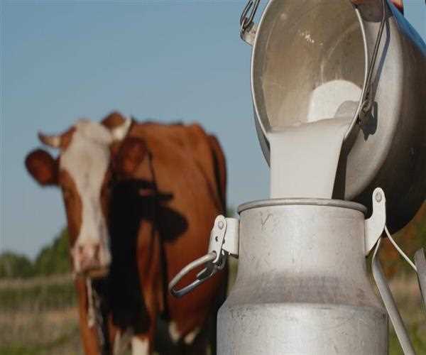Which Cow Milk Is Better A1 Or A2 MindStick YourViews MindStick Which Cow Milk Is Better A1 Or A2 MindStick YourViews MindStick